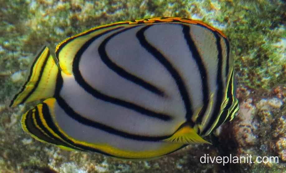 Meyers Butterflyfish (Chaetodon meyeri) CI