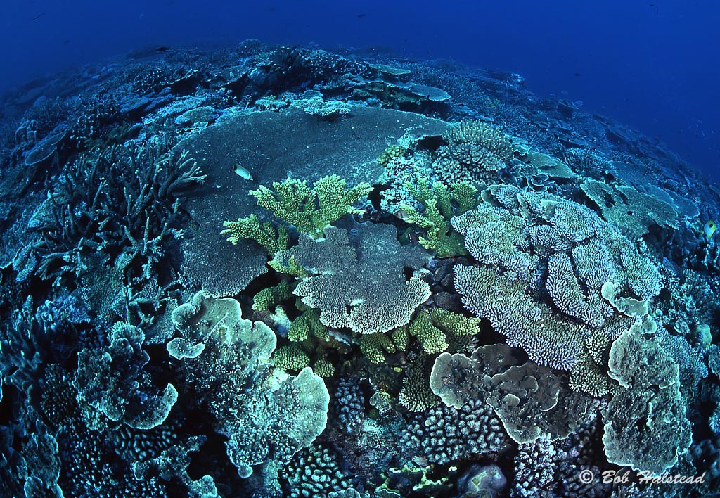 Diving the Wreck of the Sun on Ashmore Reef, PNG