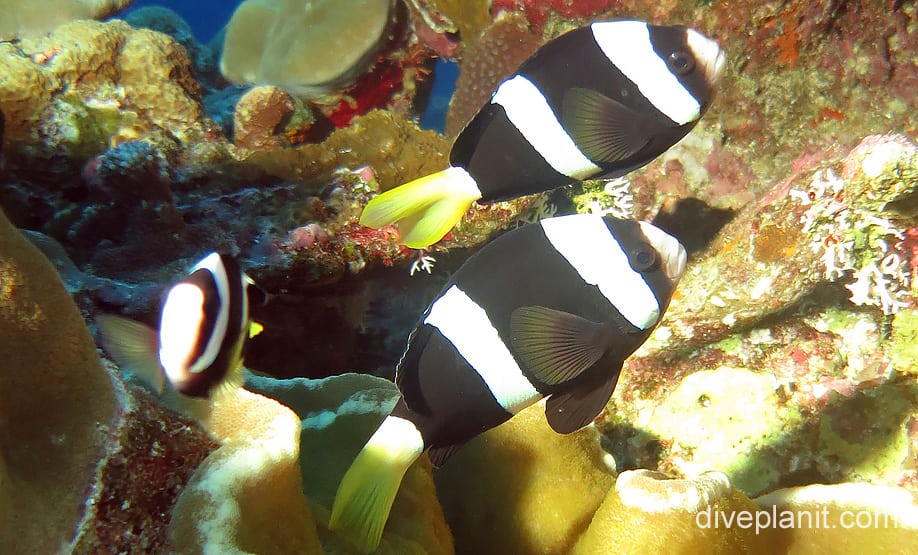 Clark's Anemonefish (Amphriprion clarkii) CKI