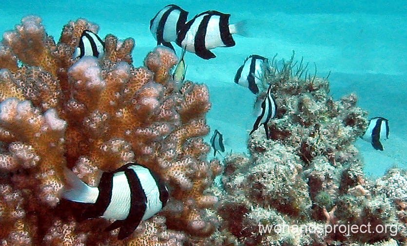 Humbug (Dascyllus aruanus) CI