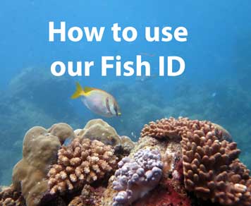 Fish ID