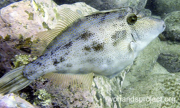 Rough Leatherjacket (Species ?)