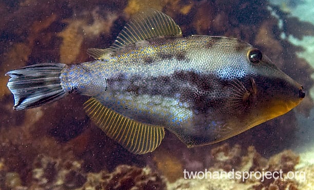 Rough Leatherjacket (Species ?)