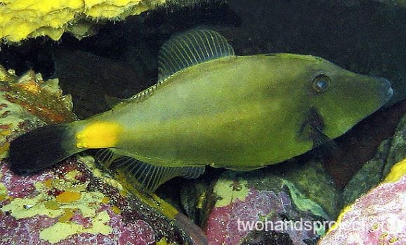 Yellow-stripe Leatherjacket (Meuschenia flavolineata)