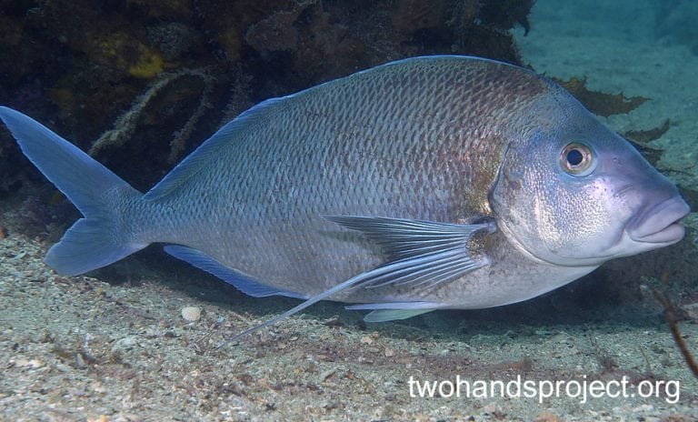 Blue Morwong (Nemadactylus douglasi) NSW