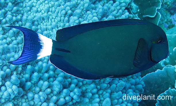 Dark Surgeonfish (Acanthurus blochii) CKI