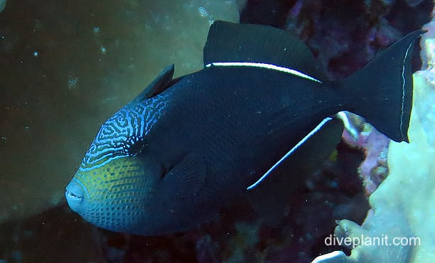 Black triggerfish (Melichthys niger) CI