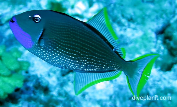Gilded triggerfish (Xanthichthys auromarginatus) CI