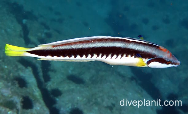 Comb Wrasse (Coris picta) NSW