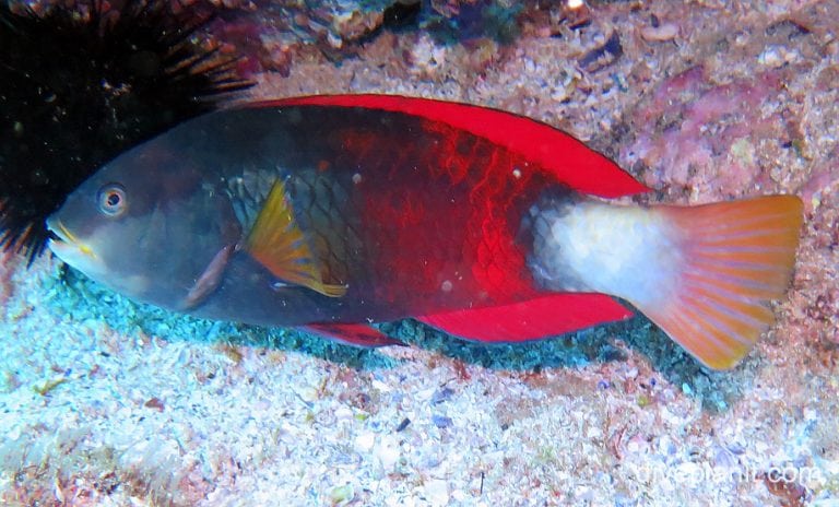 Crimson Banded Wrasse (Notalabrus gymnogenis) NSW