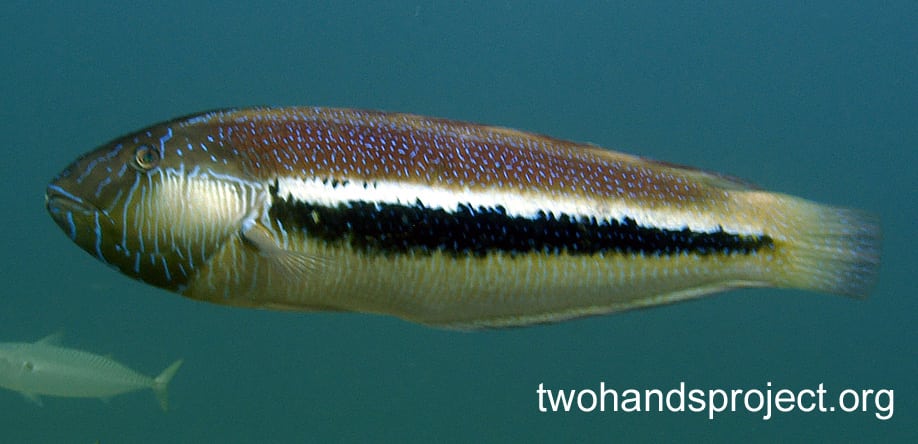 Maori Wrasse (Opthalmolepsis lineolata) NSW