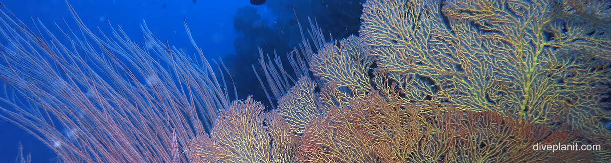 The Elbow Dive Site, Uepi, Solomon Islands