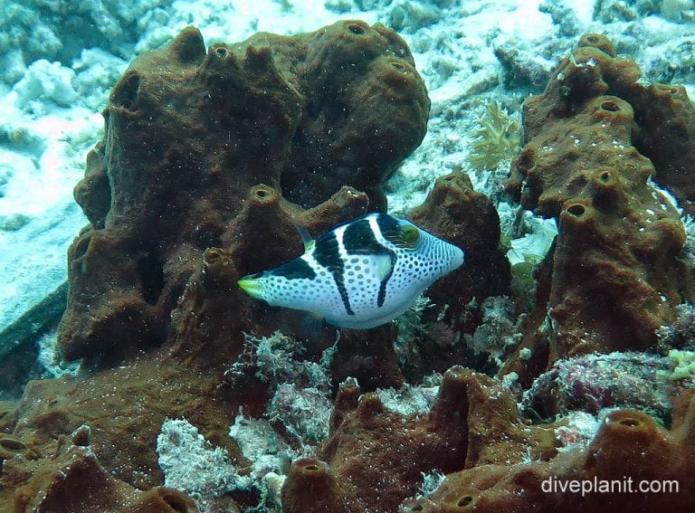 Mimic Filefish: part of Australia's biodiverse marine life