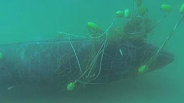 Some facts about shark nets