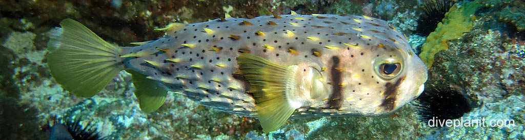 Porcupinefish: part of Australia's biodiverse marine life