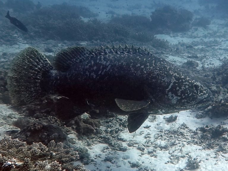 Queensland Groper: part of Australia's biodiverse marine life