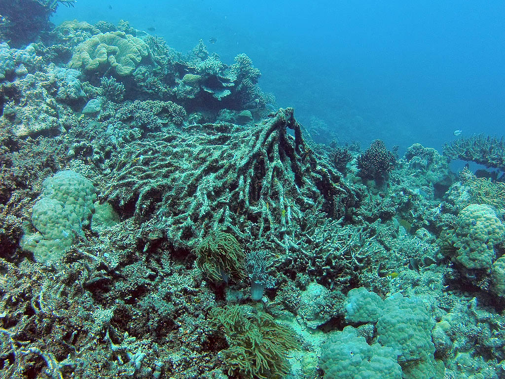 Great Barrier Reef - dead, dying or in capable hands?