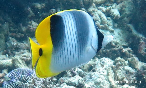 Double Saddle Butterflyfish (Chaetodon ulietensis) GBR