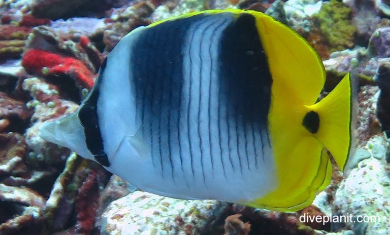 Double Saddle Butterflyfish (Chaetodon ulietensis) GIL