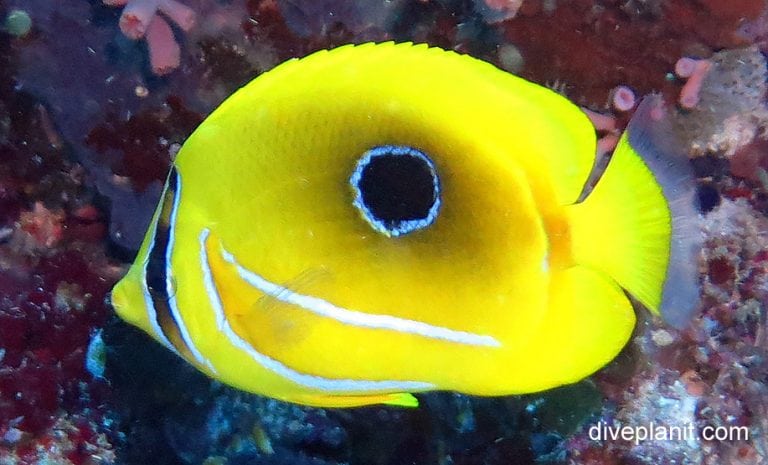 Eclipse (also Bennetts) Butterflyfish (Chaetodon bennetti) THL