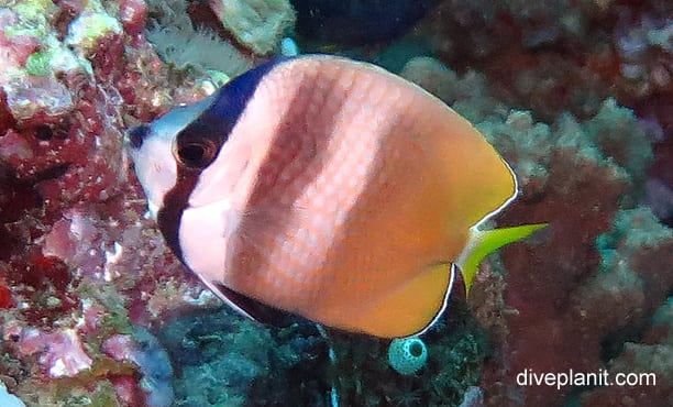 Kleins Butterflyfish (Chaetodon kleinii) THL