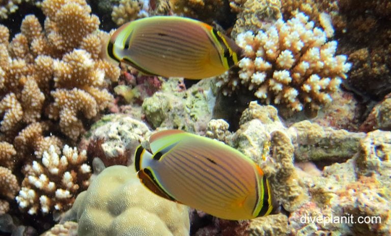 Redfin Butterflyfish (Chaetodon lunulatus) PAL