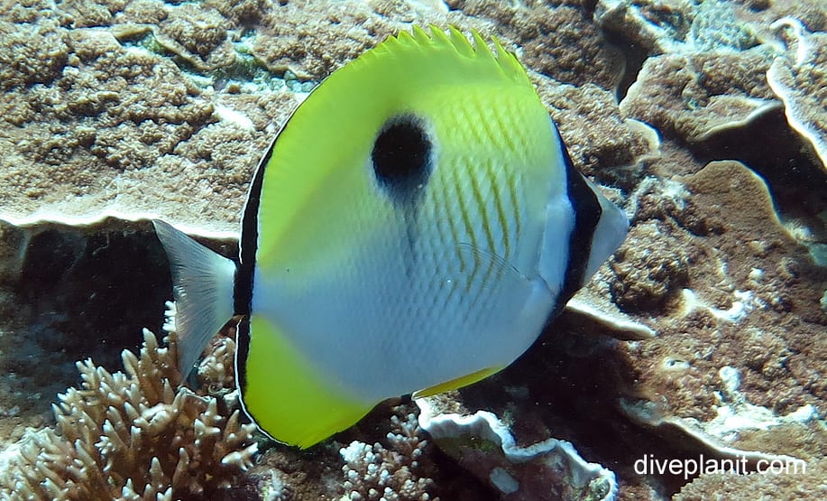 Teardrop Butterflyfish (Chaetodon unimaculatus) HER