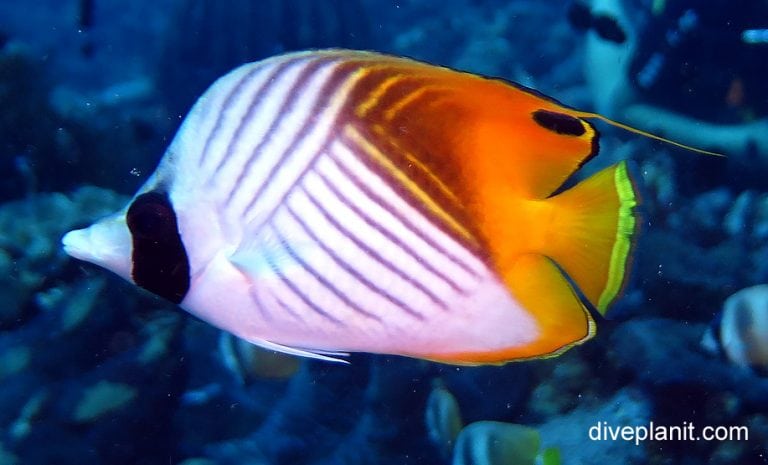 Threadfin Butterflyfish (Chaetodon auriga) THL