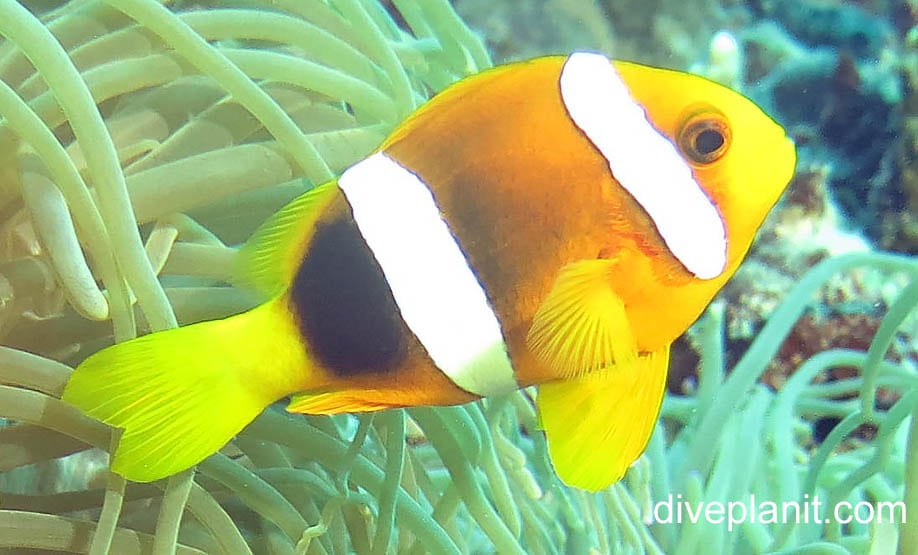 Clarks Anemonefish (Amphiprion clarkii) UPI