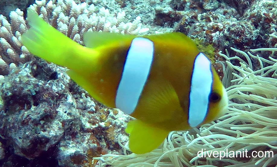 Clarks Anemonefish (Amphiprion clarkii) VAN