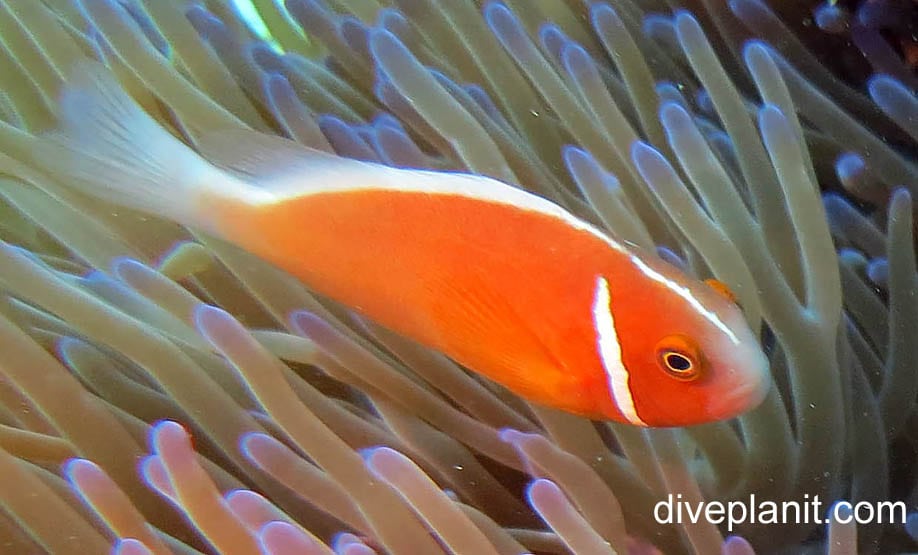 Pink Anemonefish (Amphiprion perideraion) GBR
