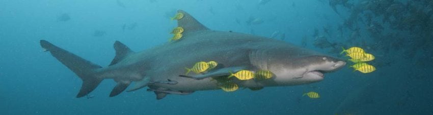Beqa Shark Dive at The Bistro, Beqa Lagoon, Fiji Islands