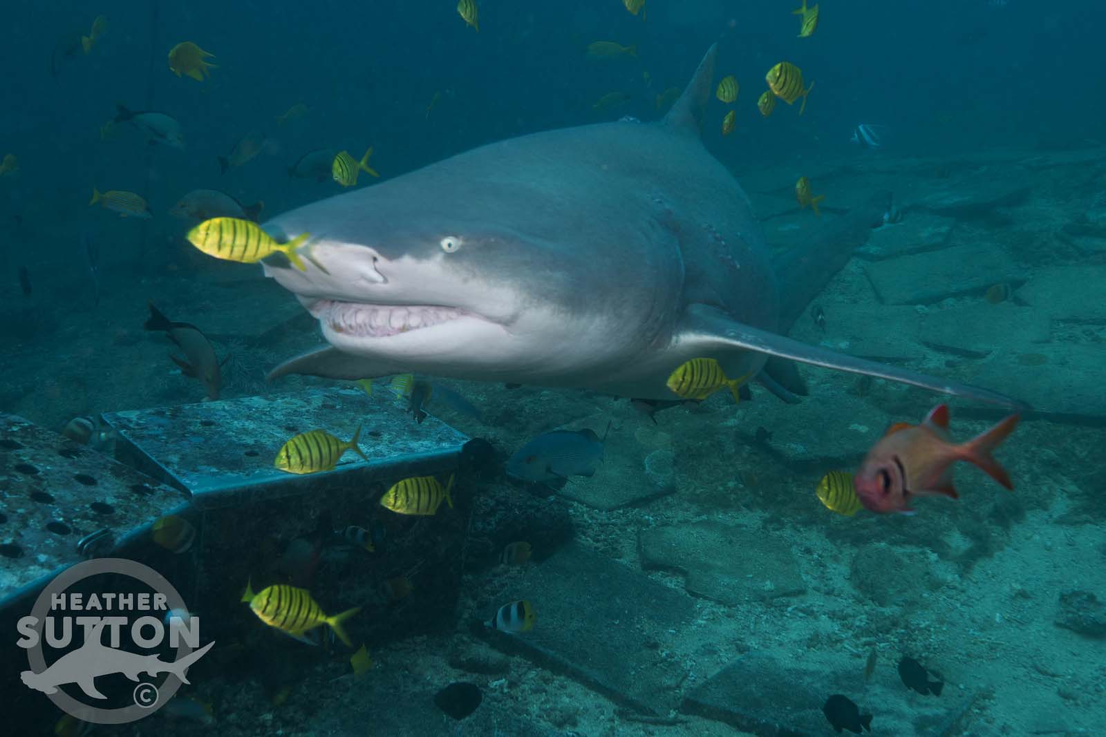 Beqa Shark Dive at The Bistro, Beqa Lagoon, Fiji Islands