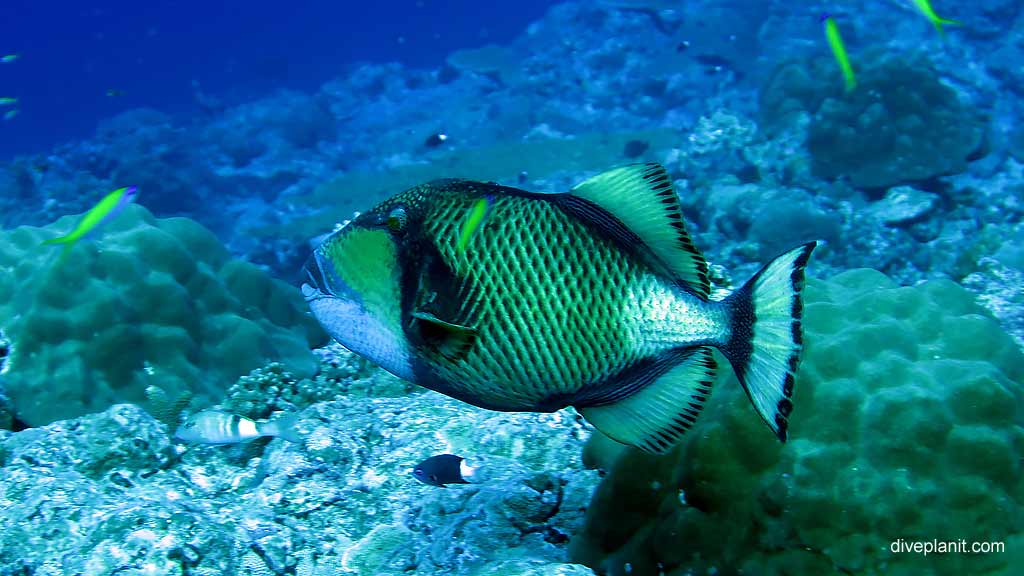 Titan Triggerfish part of Australia's biodiverse marine life
