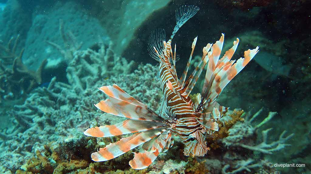 Marine life seen diving Hardy Reef Great Barrier Reef