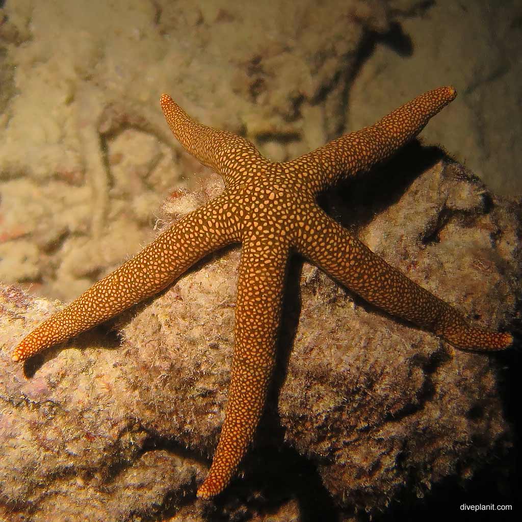 Reefworld Hardy Reef Great Barrier Reef - Seastars and critters