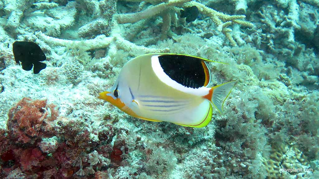 Marine life seen diving Hardy Reef Great Barrier Reef