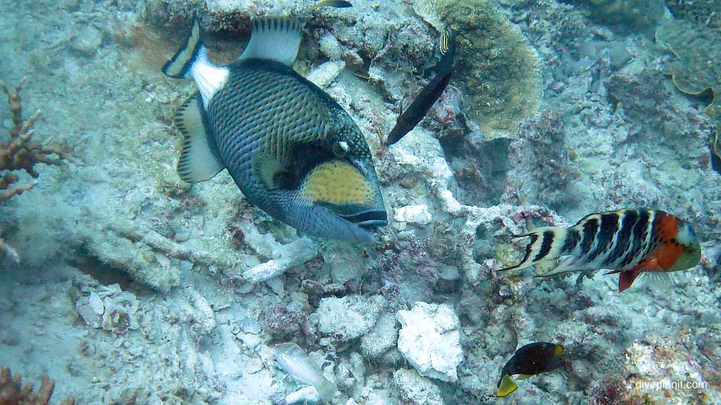 Marine life seen diving Hardy Reef Great Barrier Reef