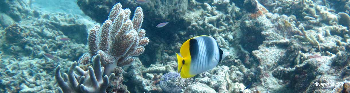 Diving Norman Reef Caves dive site on the Great Barrier Reef