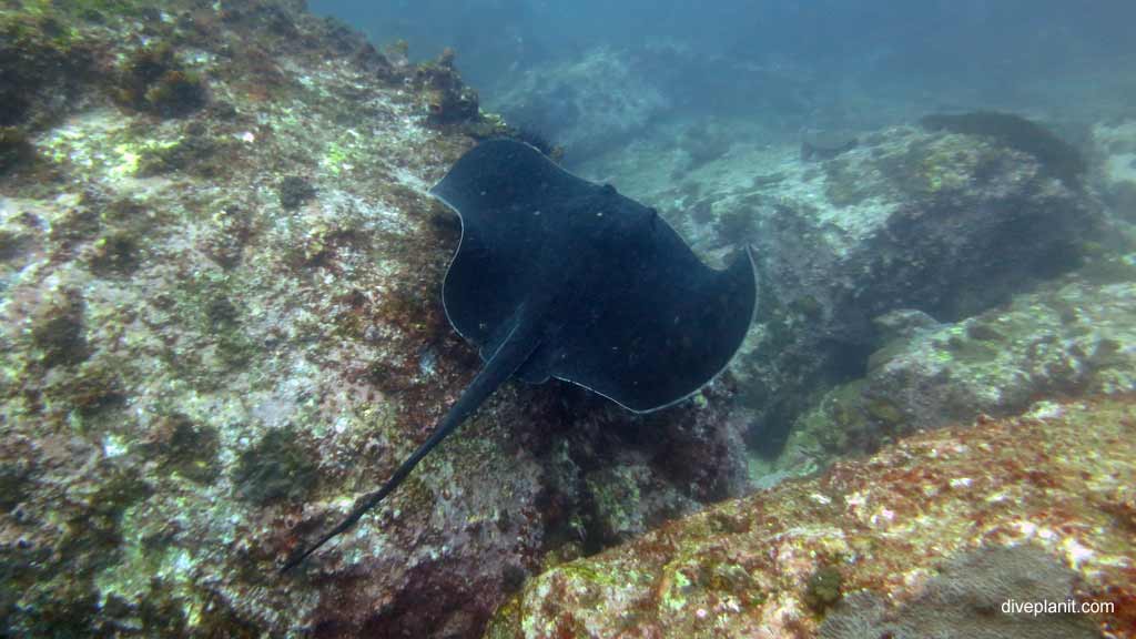 Bull Ray (Dasyatis brevicaudata) NSW