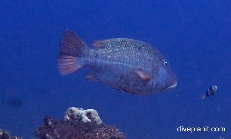 Grass Emperor (Lethrinus laticaudis) GIL