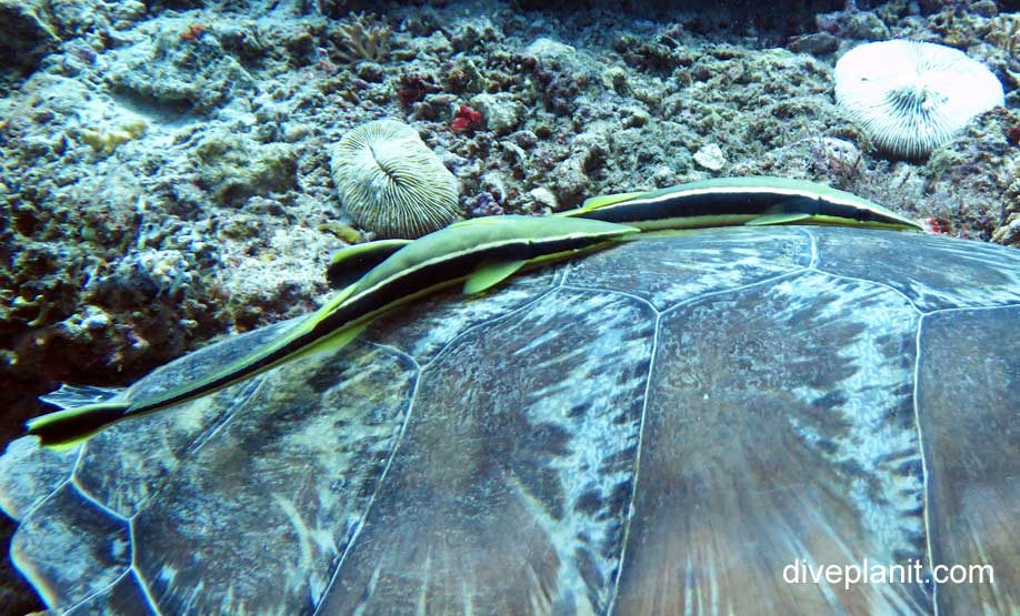 Slender Suckerfish (Echeneis naucrates) GIL