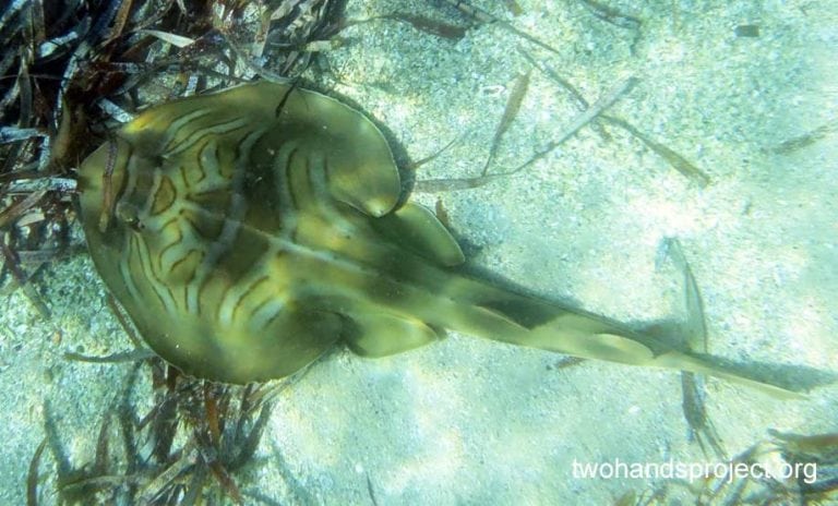 Eastern Fiddler Ray (Trygonorrhina fasciata) NSW