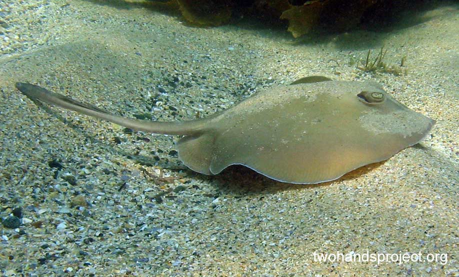 Common Stingaree (Trygonoptera testacea) AUS
