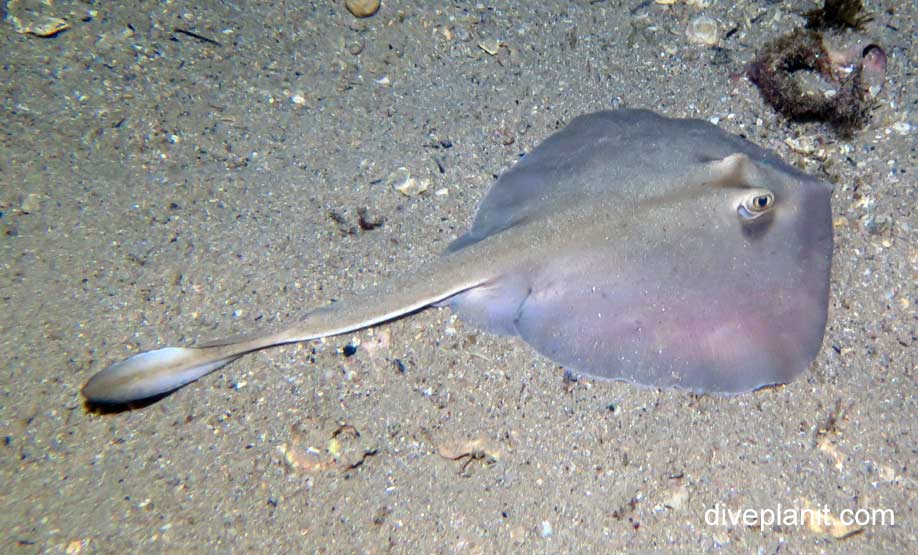 Common Stingaree (Trygonoptera testacea) NSW