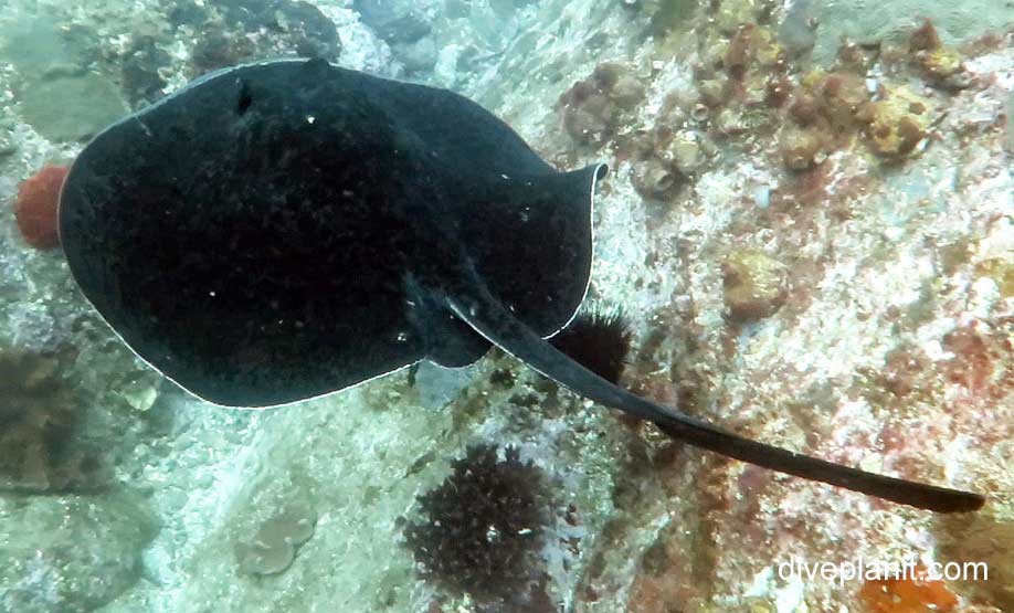 Bull Ray (Dasyatis brevicaudata) NSW