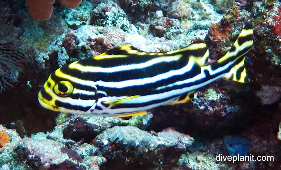 Oriental Sweetlips (Plectorhinchus vittatus) THL