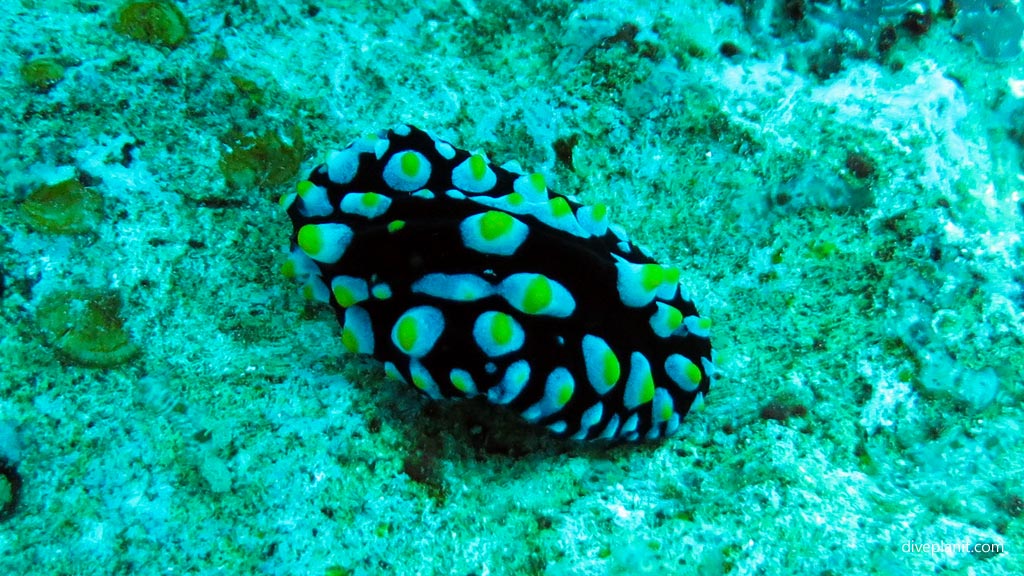 Two Bommies aka Twin Bommies Ifira Port Vila Vanuatu