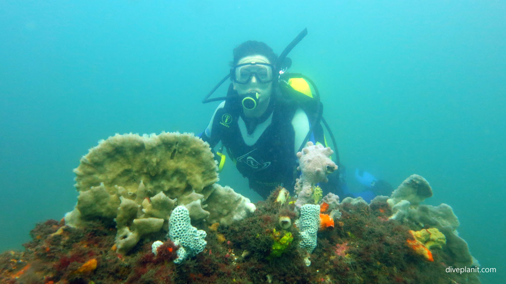 Bare Island dive site, La Perouse, Botany Bay, Sydney, NSW