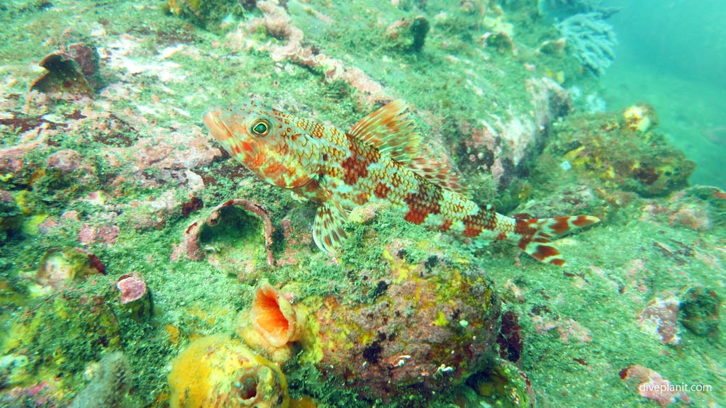 Bare Island dive site, La Perouse, Botany Bay, Sydney, NSW
